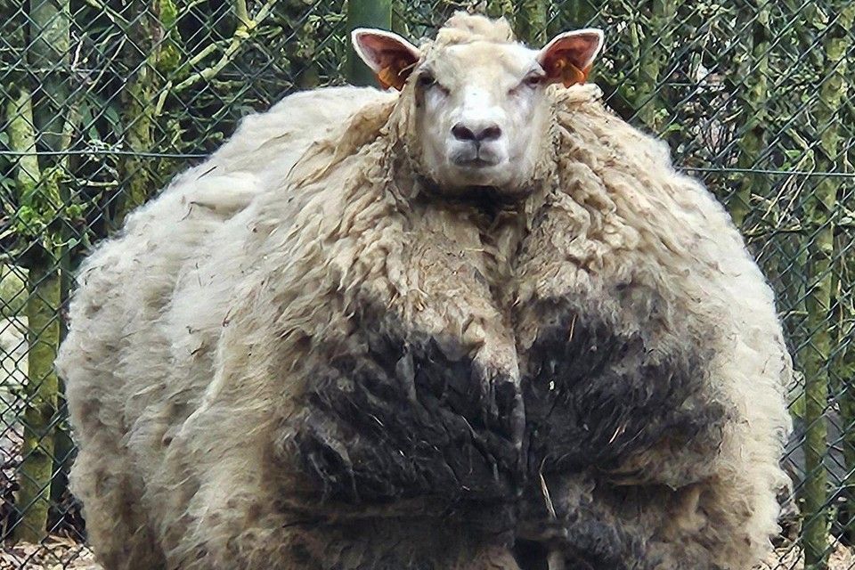 Schaap dat 5 jaar niet geschoren was, geadopteerd door Molse ...