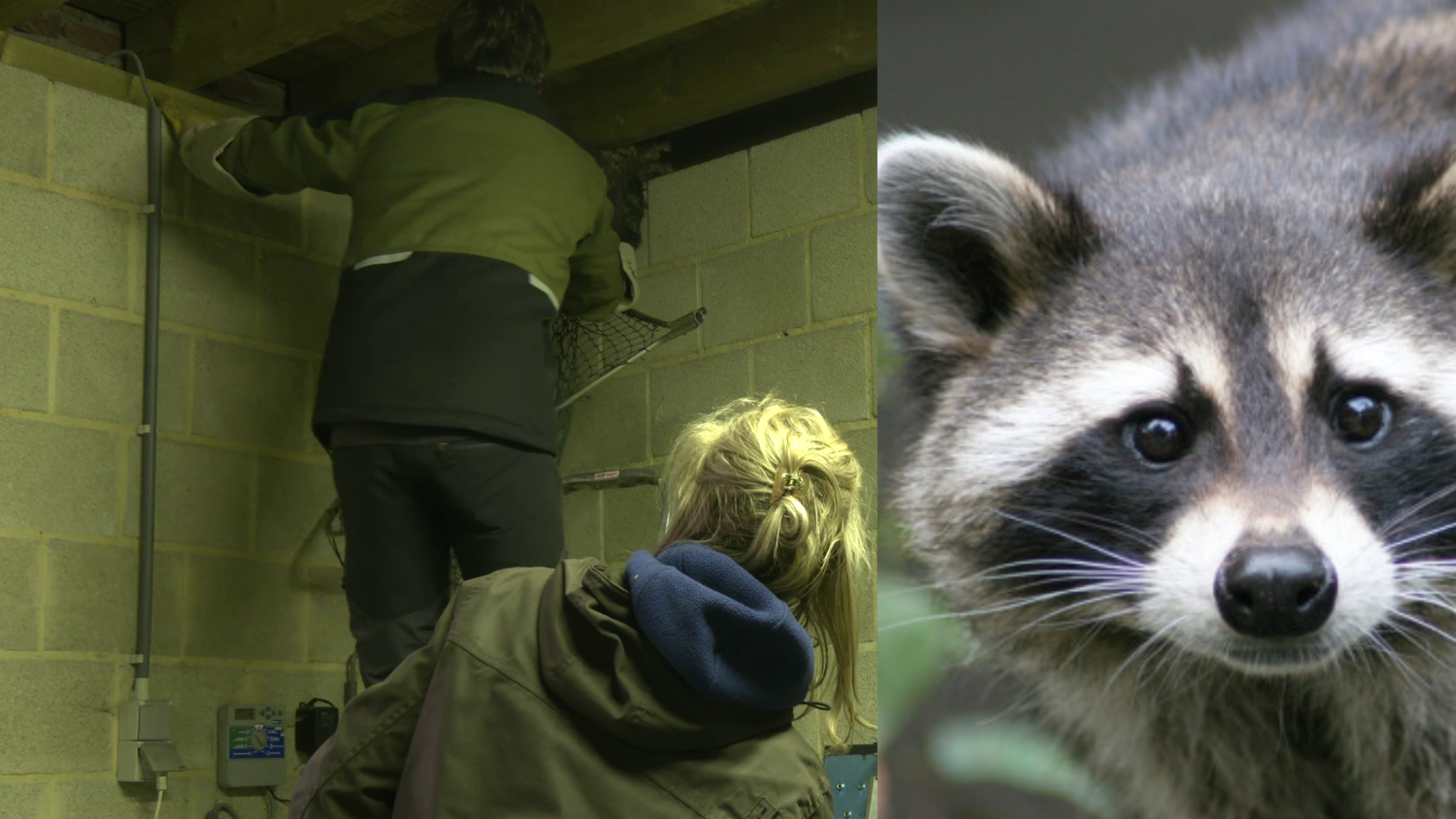 Wasbeer gevangen in garage in Mol-Ezaart | RTV