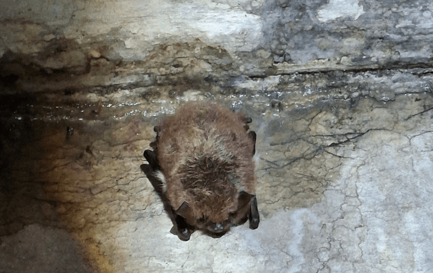 Vleermuizen vinden het fijn vertoeven in het Fort van Duffel, populatie ...