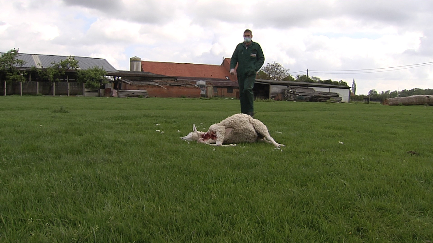 Schaap doodgebeten in Westerlo... is het wolf, vos of hond? | RTV