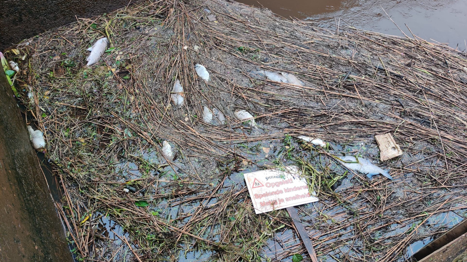 Opvallend veel dode vissen in Nete Lier | RTV