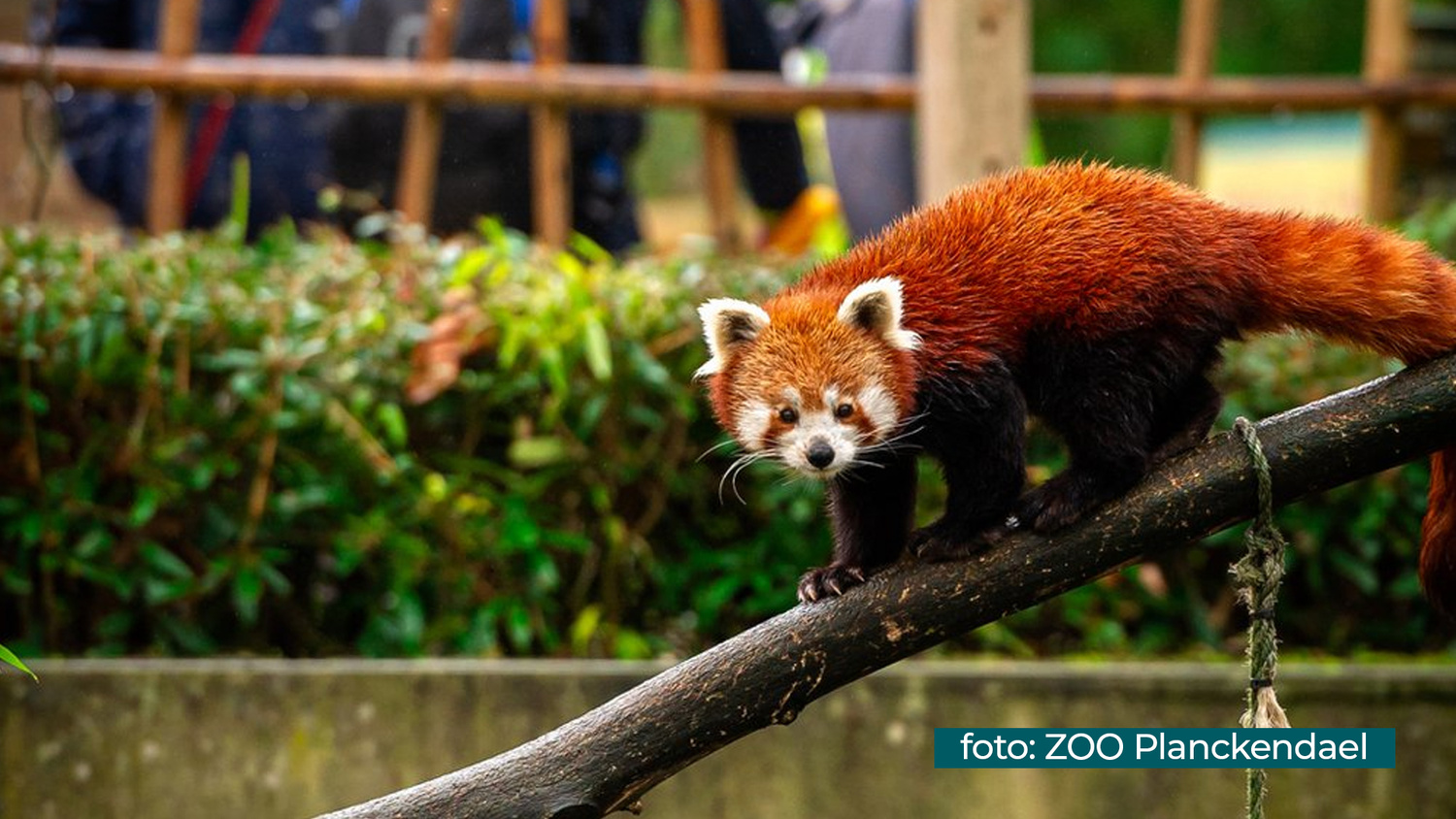 Planckendael moet afscheid nemen van rode panda en pasgeboren jongen | RTV