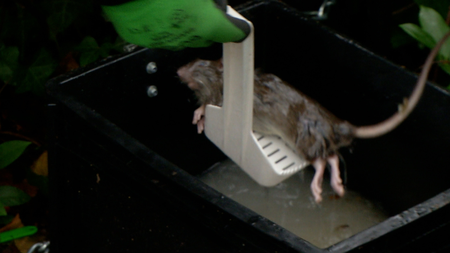 Unieke rattenval blijkt efficiënt te werken: "Plagen onder controle" | RTV