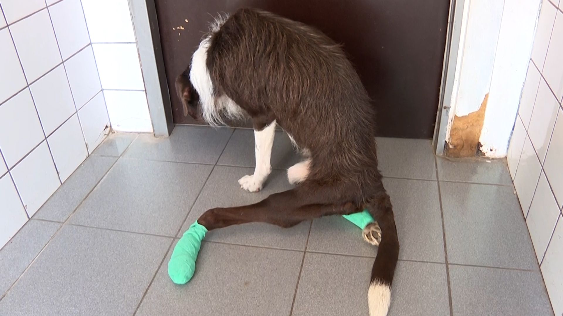 60-tal honden in schrijnende omstandigheden aangetroffen in ...