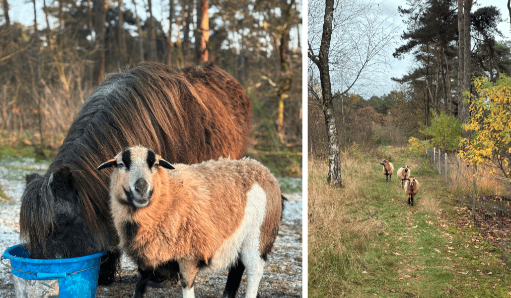 De Liereman moet schaap laten inslapen na aanval door loslopende hond | RTV