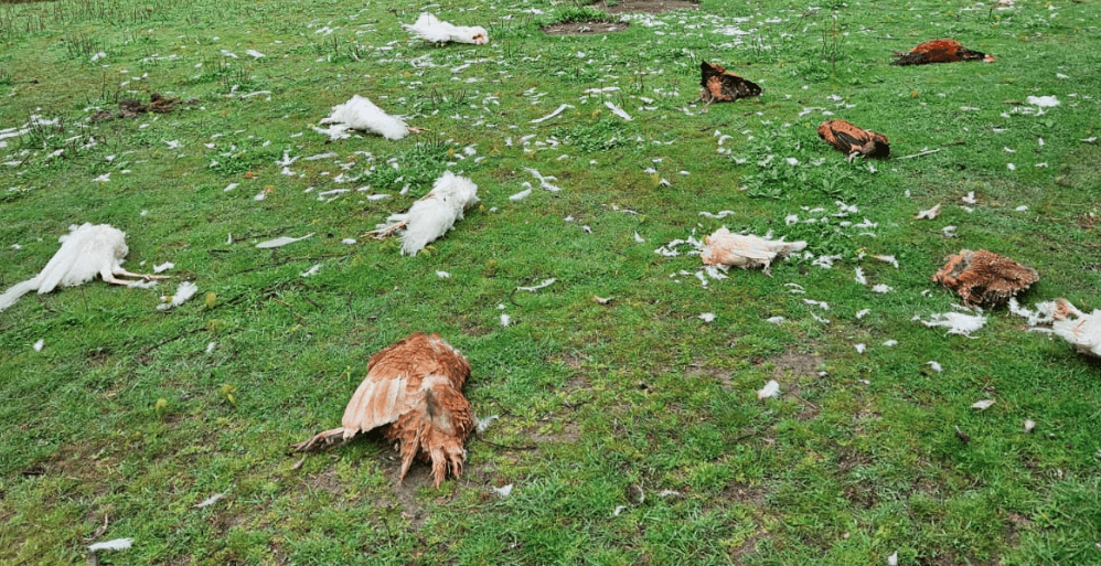 Marter bijt alweer dieren dood bij kinderboerderij Willebroek | RTV
