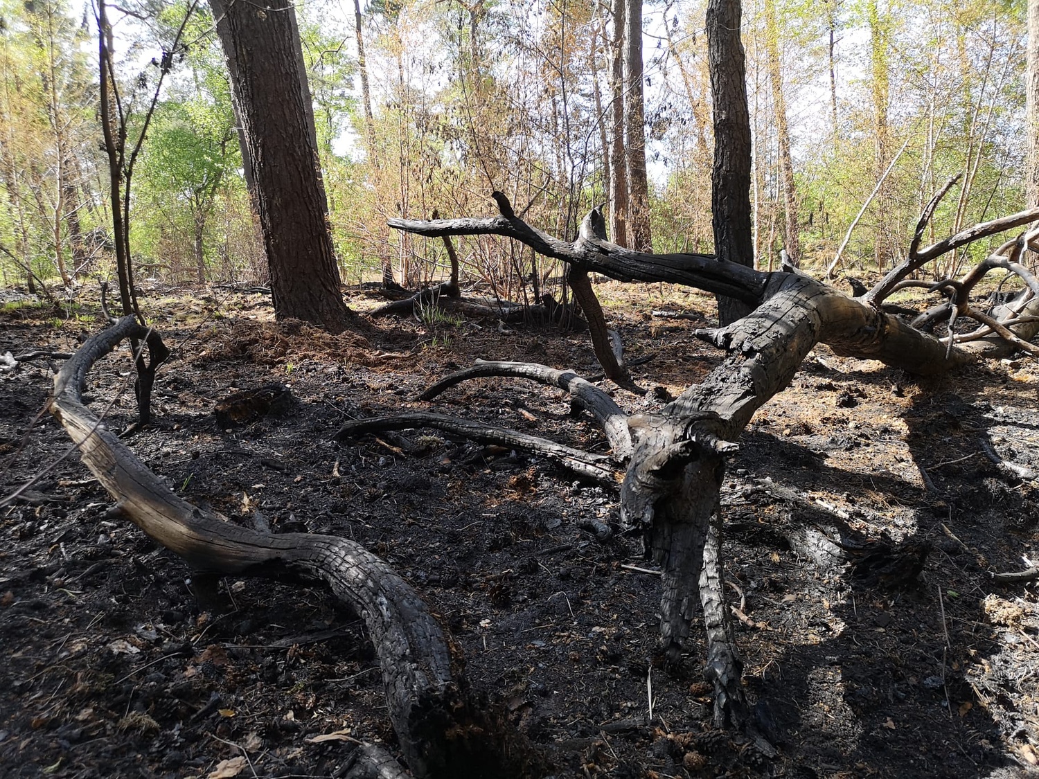 Algemeen rook- en vuurverbod geldt voortaan altijd in Vlaamse bossen | RTV