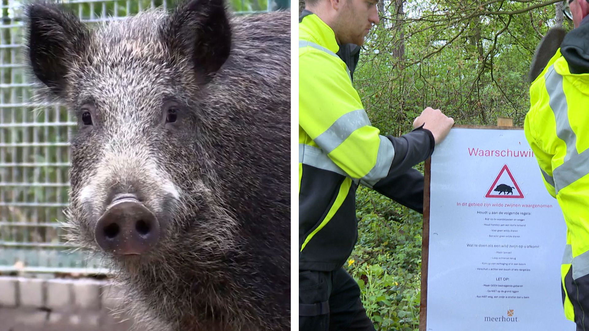 Vrouw (65) zwaargewond na aanval door everzwijn in Meerhout | RTV