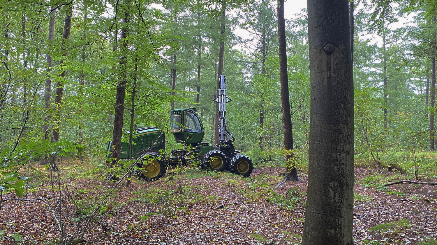 Gemeente Westerlo wil terug bosbeheer controleren in Beeltjens na grote boskap | RTV