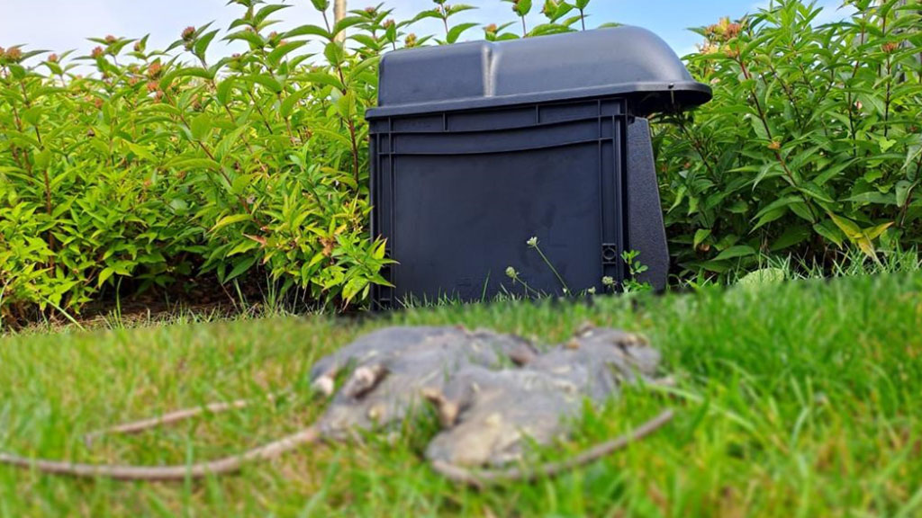 Balen zette slimme vallen in om ratten te vangen | RTV