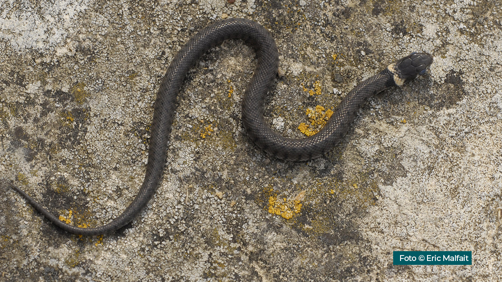 Natuurpunt Rivierenland wil meer gevlekte ringslangen aantrekken | RTV