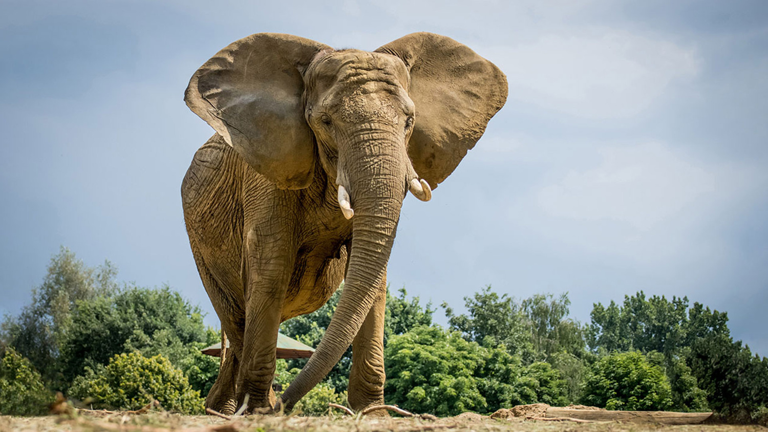 Pakawi Park rouwt om dood van olifant Jenny | RTV