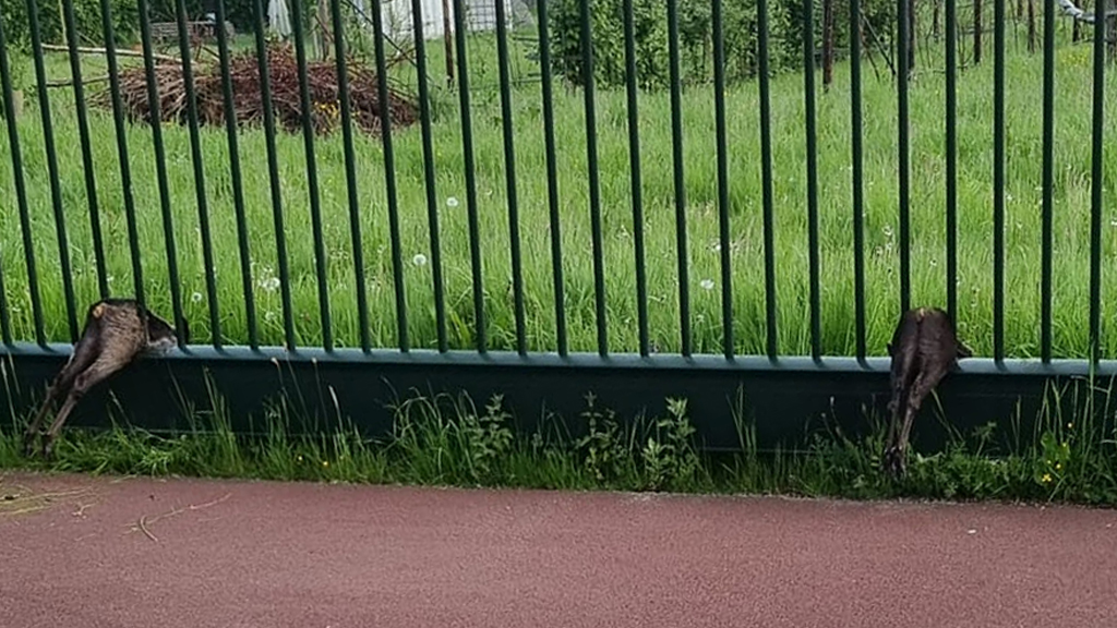 Lierse brandweer bevrijdt reetjes uit poort | RTV