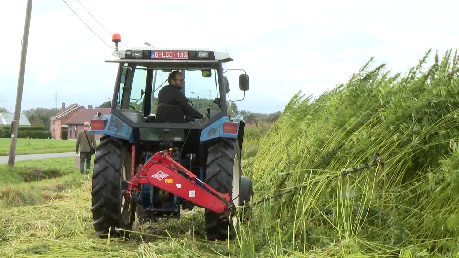 Industriële hennep geoogst in Leest: perfecte grondstof voor duurzame ...