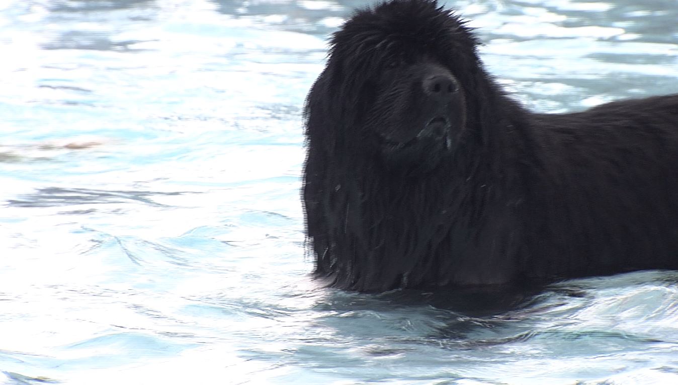 Dit weekend weer hondenzwemmen bij Vita Den Uyt | RTV