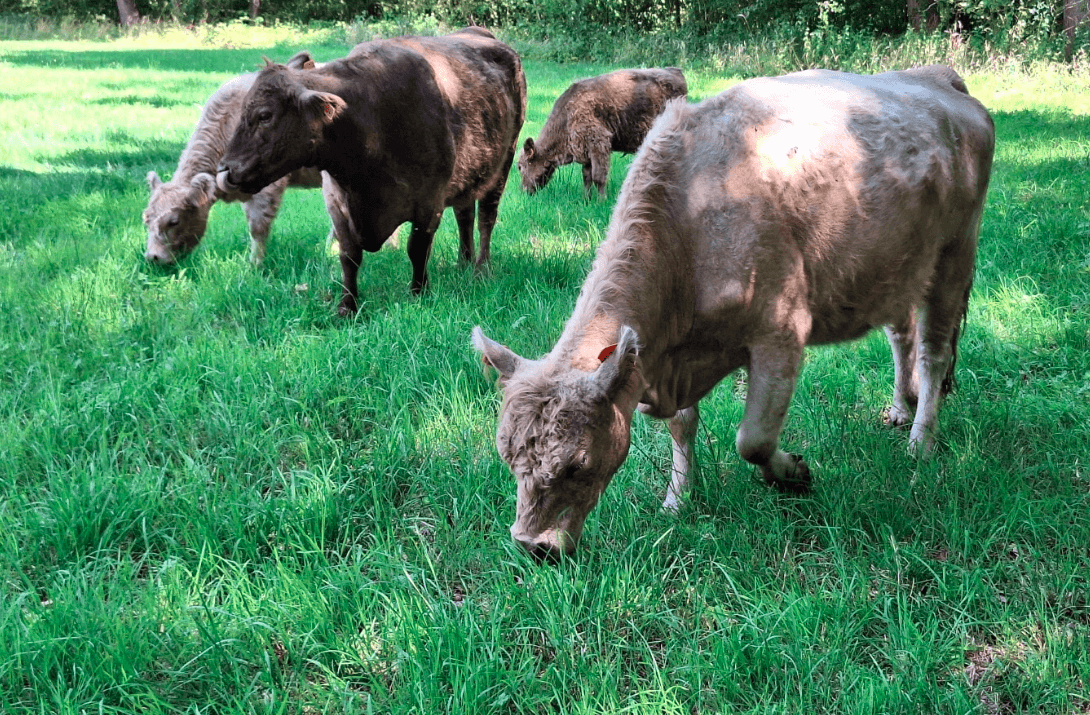 Galloways grazen opnieuw tot het najaar in Hoge Beemortel | RTV