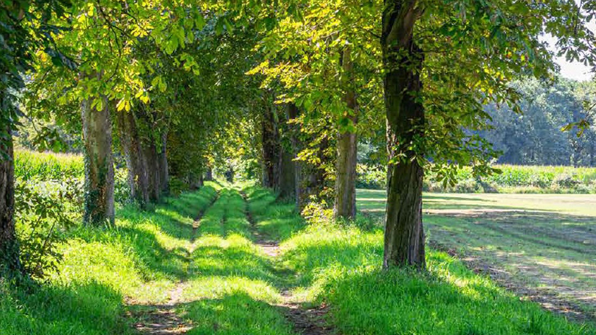 Gemeente Nijlen gaat trage weg en bomen Bevelse dreef beheren en ...