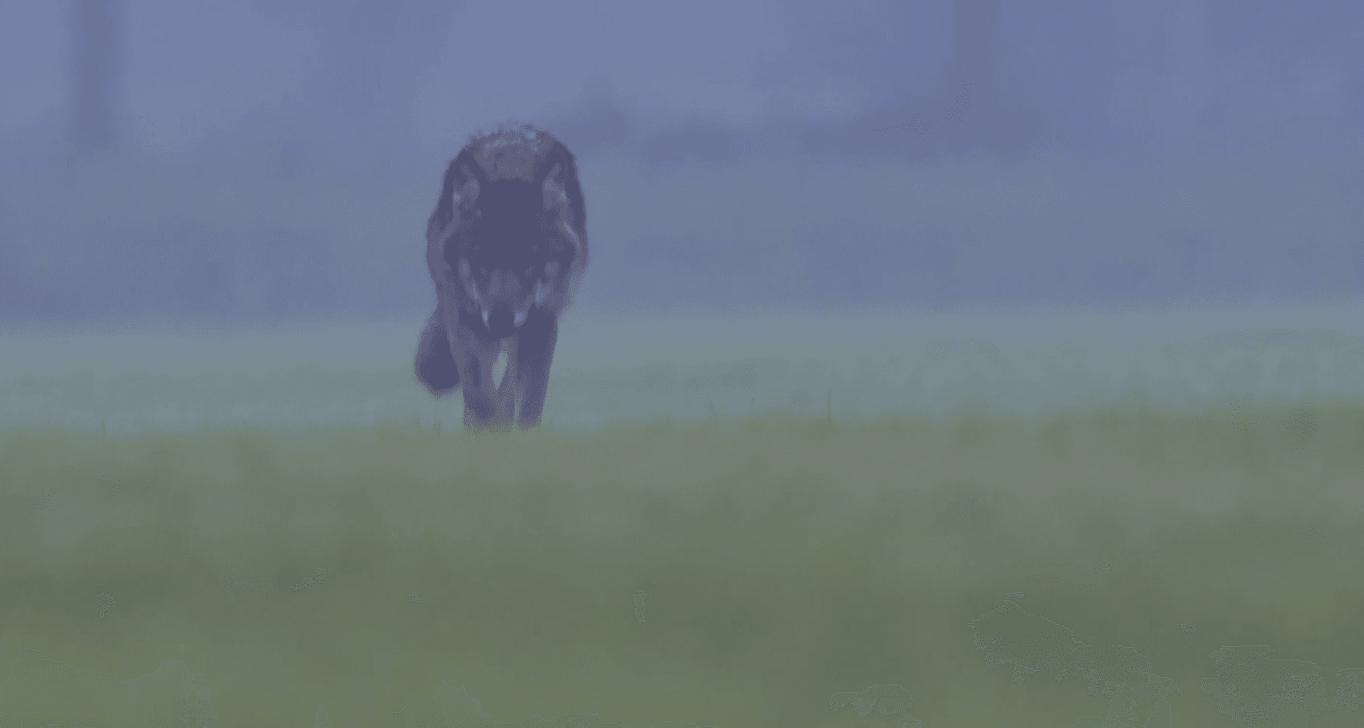 Wolf (of hond?) gesignaleerd op grens van Mol-Millegem en Geel | RTV