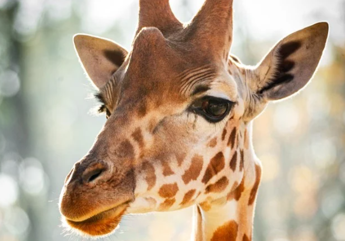 Jonge giraf onverwacht overleden in Zoo Planckendael | RTV