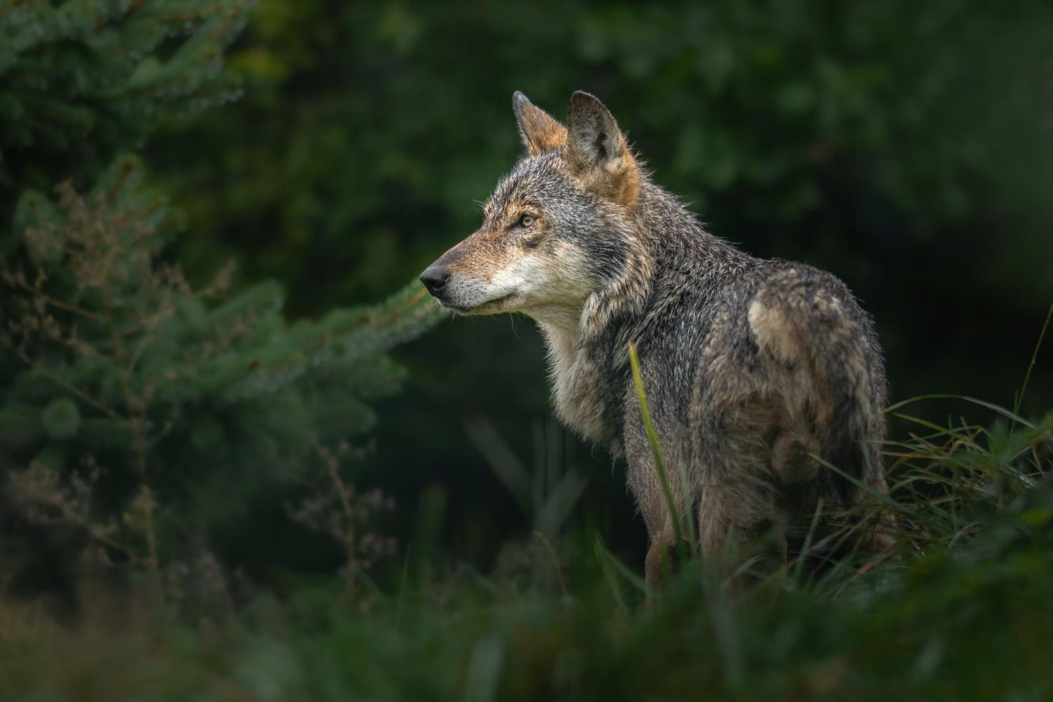 Wolf bijt schapen dood in Poppel | RTV