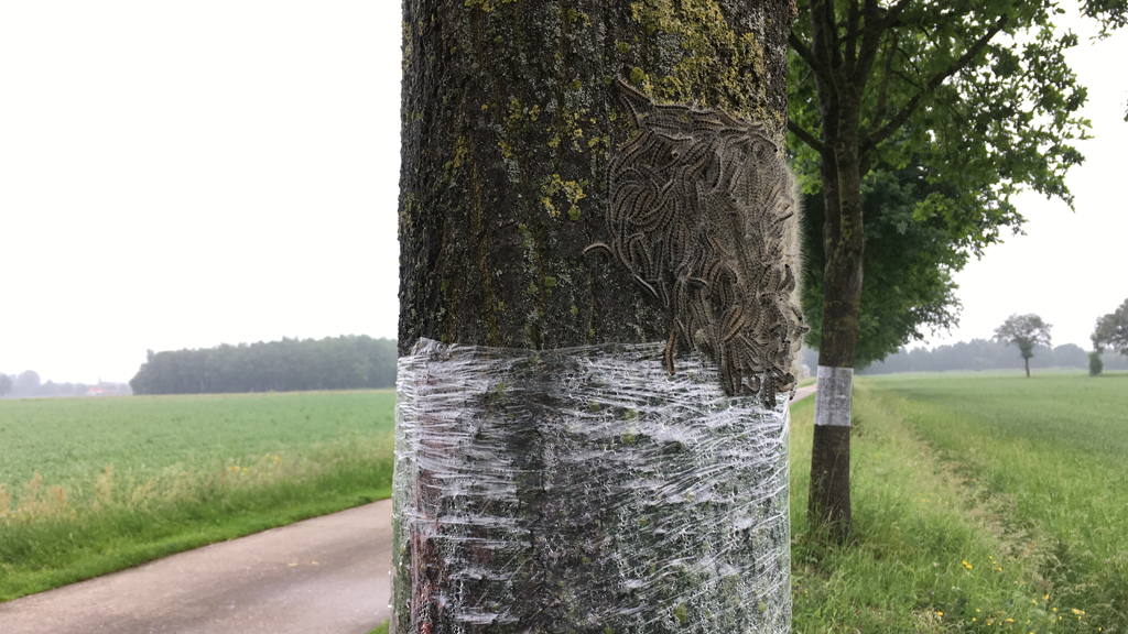 Ravels bestrijdt processierupsen met plastic | RTV