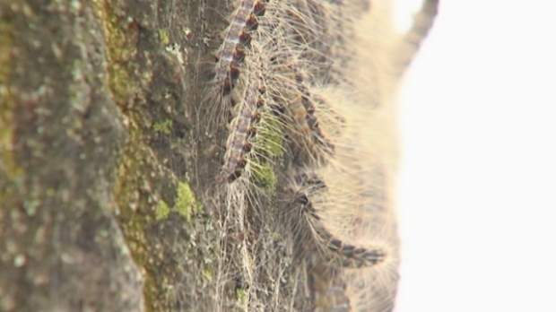 Ravels gebruikt plastic folie om processierups te bestrijden | RTV