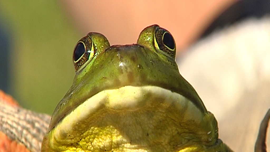 Brulkikkerplaag in de Kempen | RTV