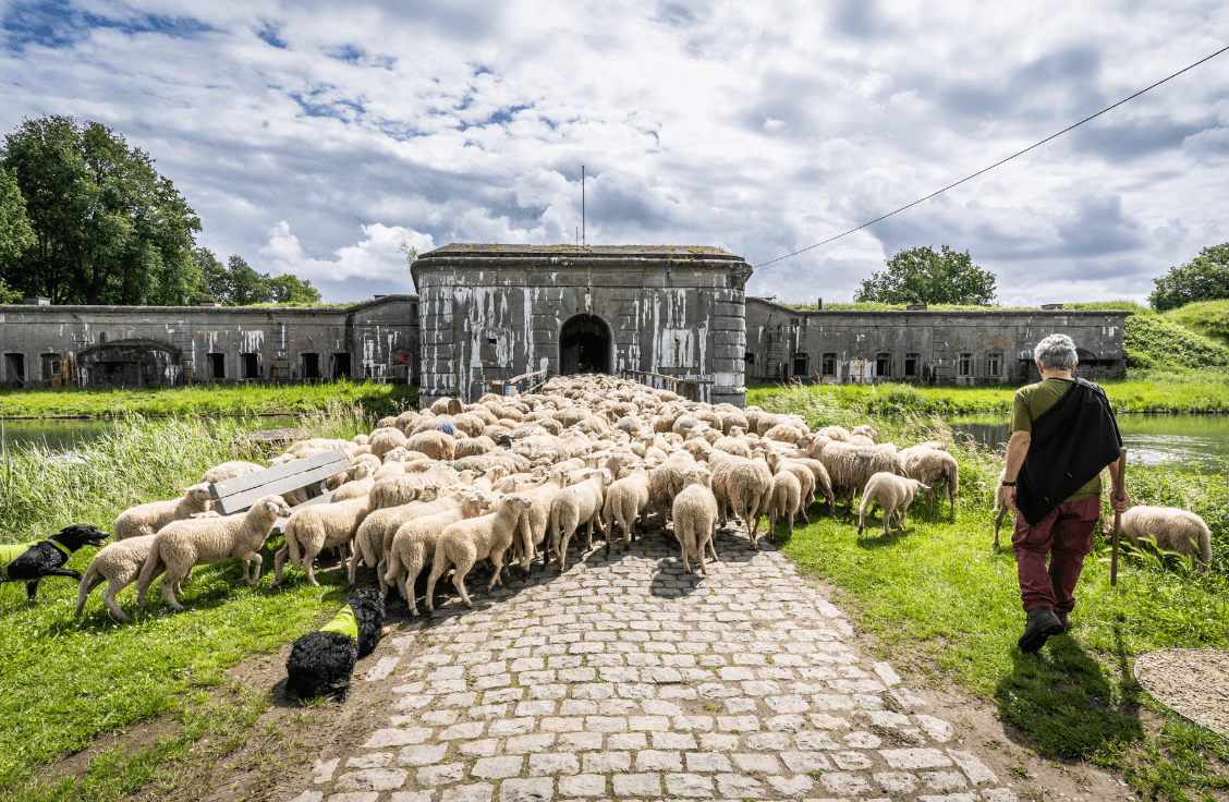380 schapen grazen als een lieve lust aan Fort van Kessel | RTV