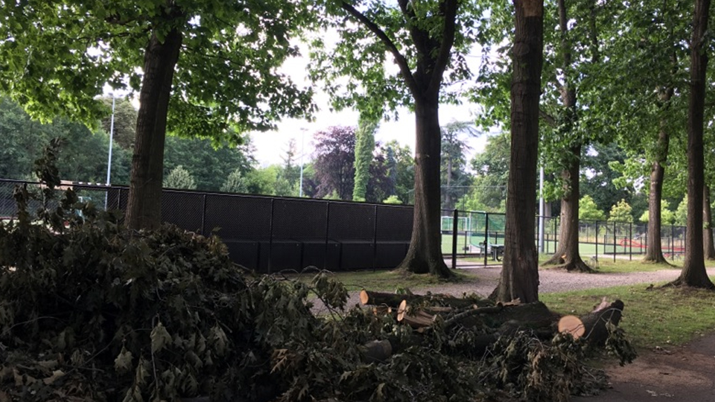 Vrijbroekpark moeten eiken dringend kappen | RTV