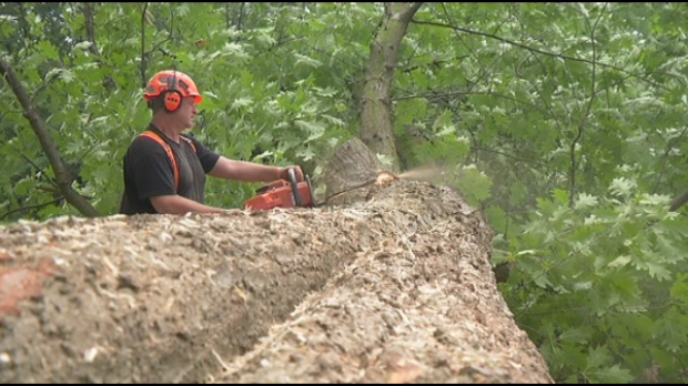 Mechels Vrijbroekpark laat 51 bomen kappen | RTV