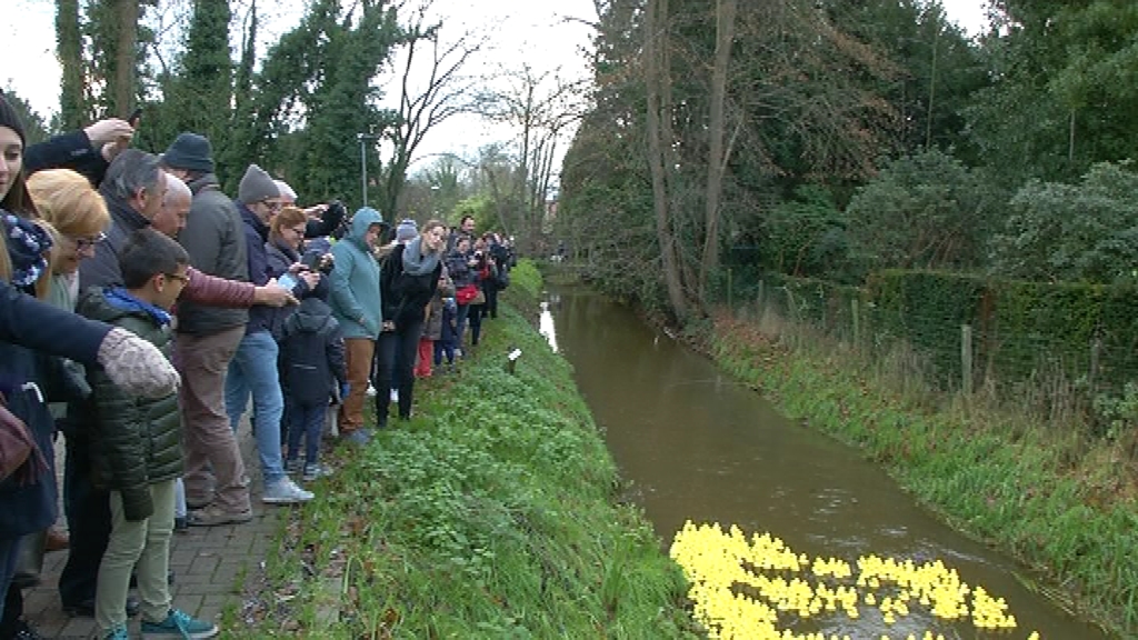 920 badeendjes racen op Molse Nete voor goede doel | RTV
