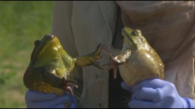 Geboortebeperking voor de brulkikker | RTV