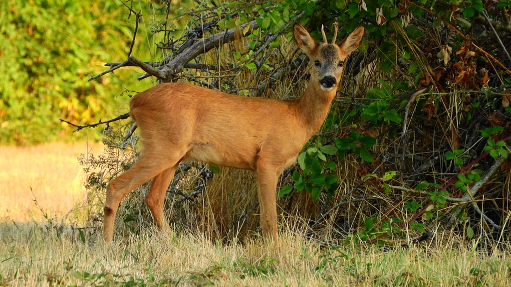 Extra opletten voor overstekende reeën | RTV