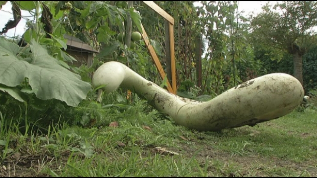 Wie heeft de langste cucuzi van Wechelderzande? | RTV